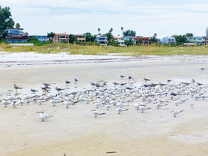 The beach's welcoming committee, assembled in formation as if to say, "We were expecting you. What took so long?"