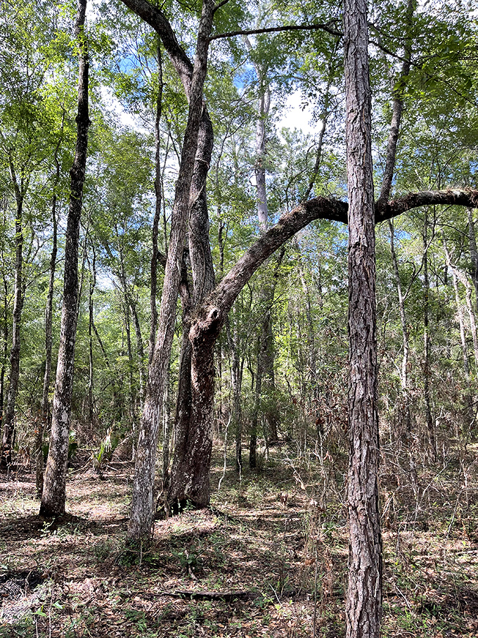 A forest cathedral where trees have been gossiping about human visitors since before Florida became a state.