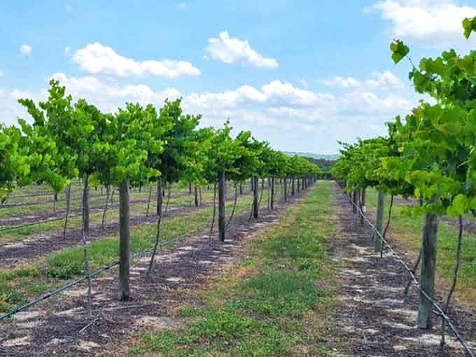 Neat rows of young vines stretch toward the horizon, a testament to Florida's surprising viticultural potential beyond its famous citrus groves.