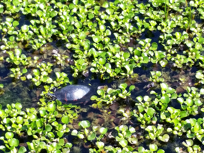 Spot the turtle playing hide-and-seek among the water plants – nature's version of "Where's Waldo?" but with reptiles.