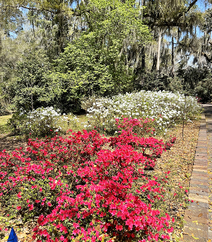 Spring explodes in a riot of color as azaleas bloom alongside the brick pathways, creating a floral tapestry that dazzles the senses.