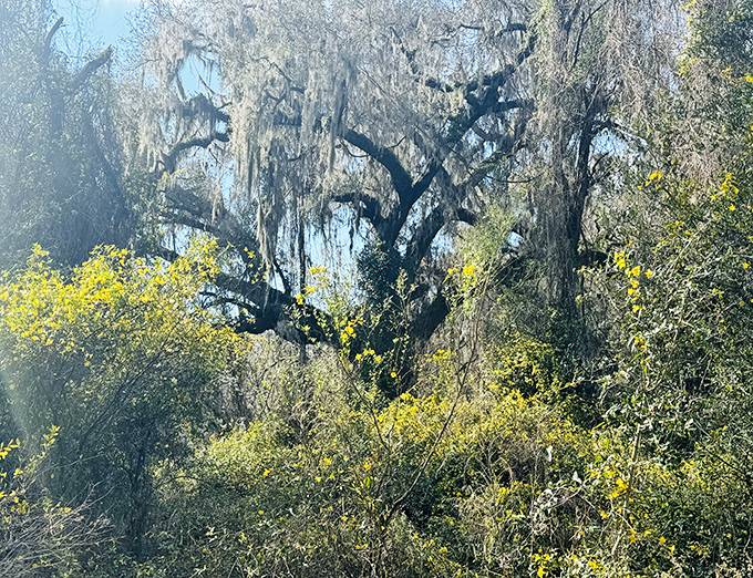 Spanish moss drapes dramatically from ancient branches, adding a touch of Southern gothic to the landscape.