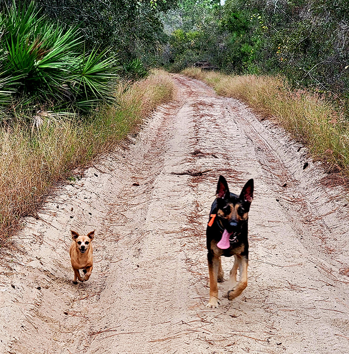 Four-legged explorers enjoy the ancient sandy paths, their joy a reminder that appreciation for nature requires no scientific credentials.