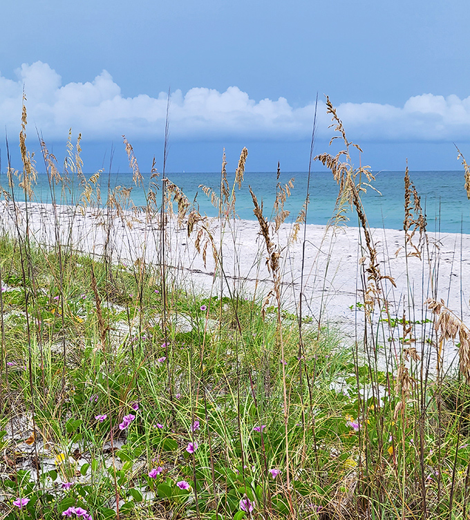 Postcard-perfect: Sea oats frame this stunning beach view, where emerald waters meet pristine sand under dramatic cloud formations.