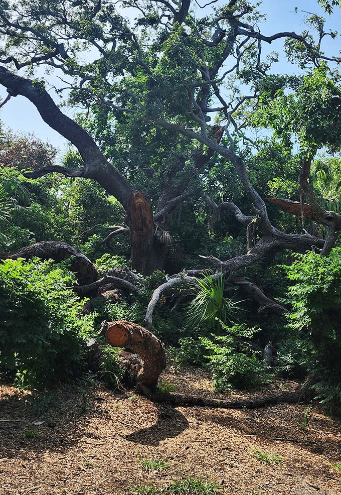 This ancient oak has witnessed centuries of Florida history, its twisted limbs telling stories no human tongue could articulate.