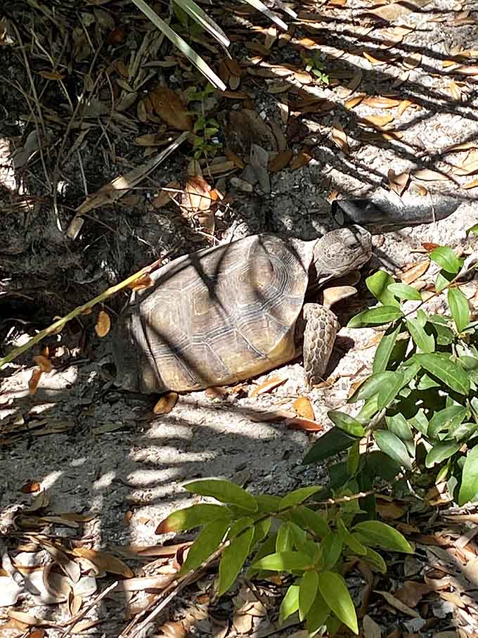 A gopher tortoise doing tortoise things, unbothered by cameras and perfectly content being a living example of Florida's native wildlife.