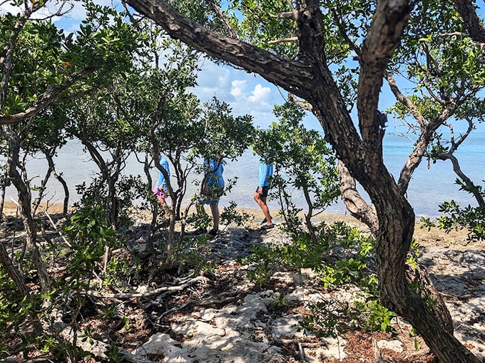 Nature's perfect framing device &ndash; twisted branches create windows to the azure waters beyond.