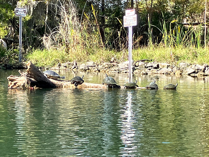 Turtles sunbathe on a log, demonstrating the fine art of relaxation that Florida wildlife has mastered.