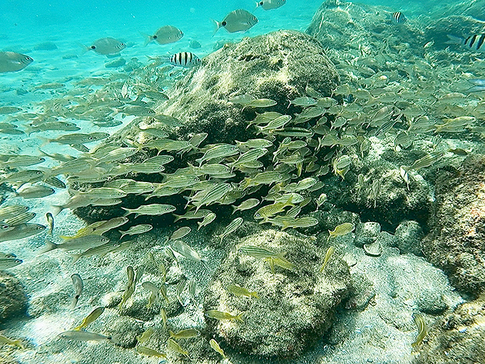 Beneath the surface, schools of tropical fish create living mosaics around the artificial reef &ndash; no expensive snorkeling tour package required.
