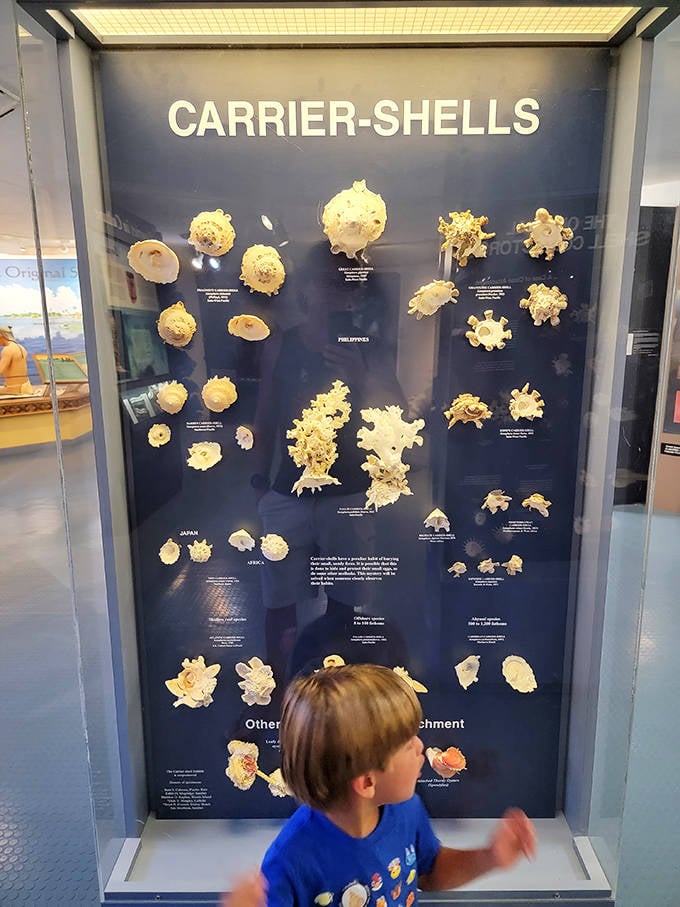 Young visitors discover the fascinating world of carrier-shells, where mollusks decorate their homes with rocks and other shells &ndash; underwater DIY experts.