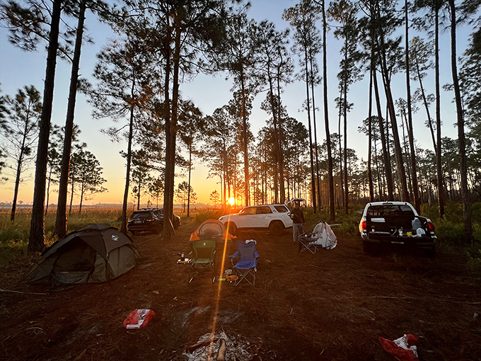 A hiker explores the pine flatwoods of Ocala National Forest, where sunlight filters through the tall trees.