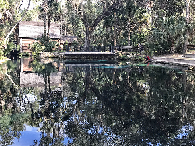 The crystal-clear waters of a spring in Ocala National Forest invite swimmers to cool off in nature's perfect swimming hole.