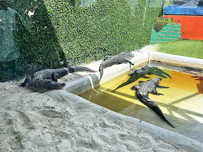 Alligators lounge in their habitat with the casual confidence of apex predators who know they're the undisputed champions of their domain.