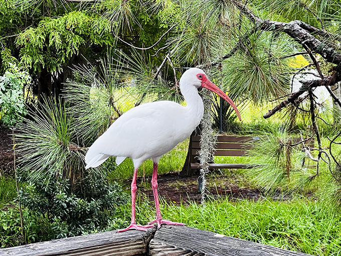 The American white ibis struts like it's auditioning for a wildlife calendar, its curved bill perfectly designed for probing mud.