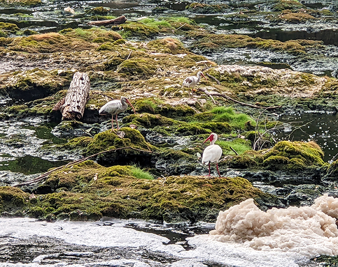 White ibises perform their delicate dance across moss-covered rocks, nature's ballet company in permanent residence at the shoals.