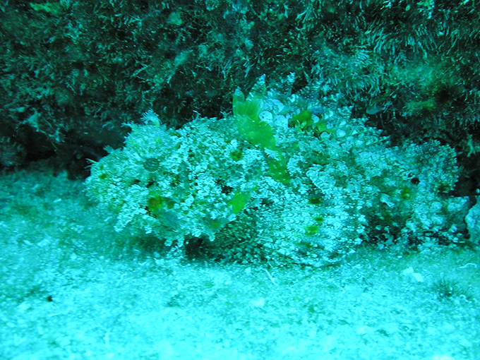 Marine life finds ingenious hiding spots among the growing reef structures&mdash;this camouflaged creature blending so perfectly you'd miss it without a careful eye.