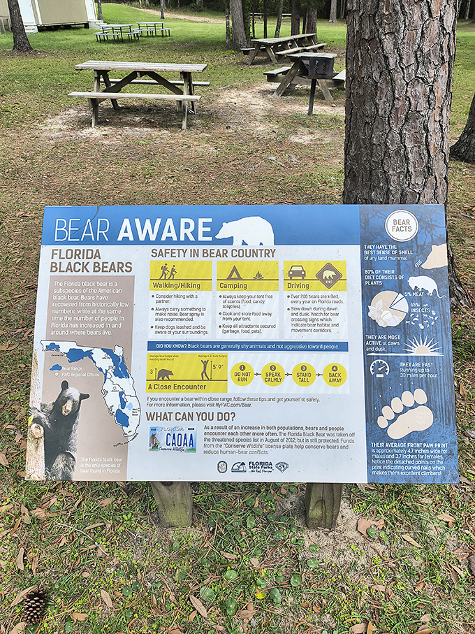Wildlife warning signs remind visitors they're in natural Florida, where bears aren't just mascots but actual residents.