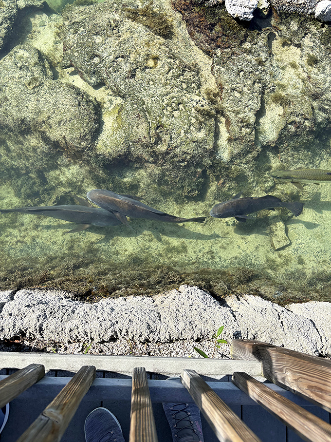 Nurse sharks cruise through shallow waters, their sleek forms visible from the observation deck – nature's perfect predators on peaceful patrol.
