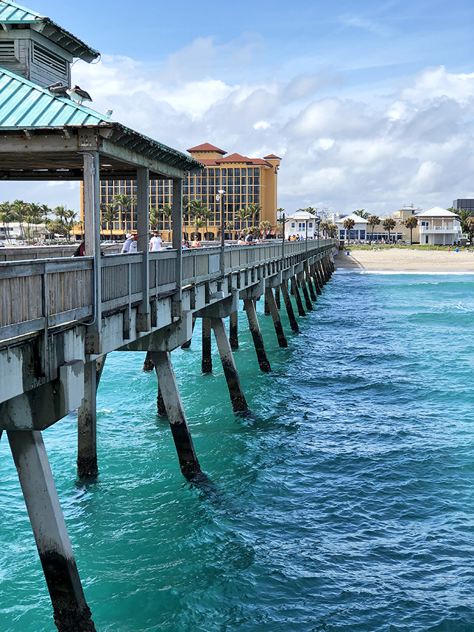 The fishing pier stretches toward the horizon like a wooden runway, where pelicans serve as the unofficial welcoming committee.