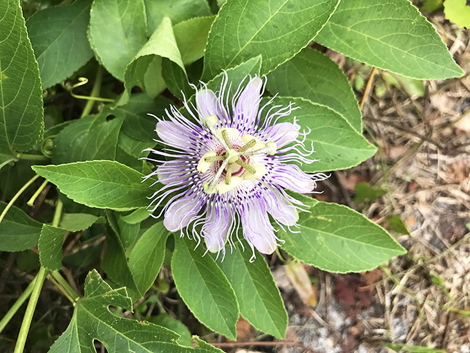 The passion flower unfurls its alien beauty trailside, stopping hikers in their tracks with its intricate design.