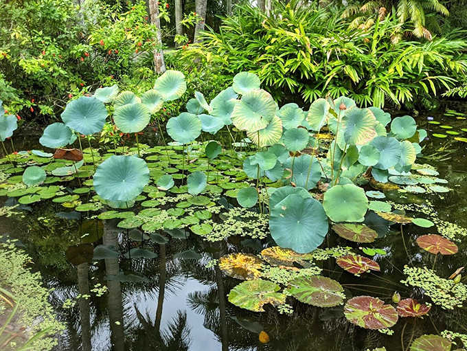 These enormous circular leaves look like nature's serving platters, ready to host a fairy banquet under the Florida sun.