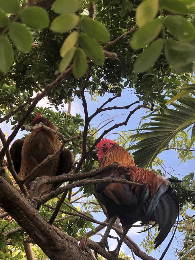 Key West's famous roosters strut through the garden like they own the place, which honestly, they kind of do at this point.