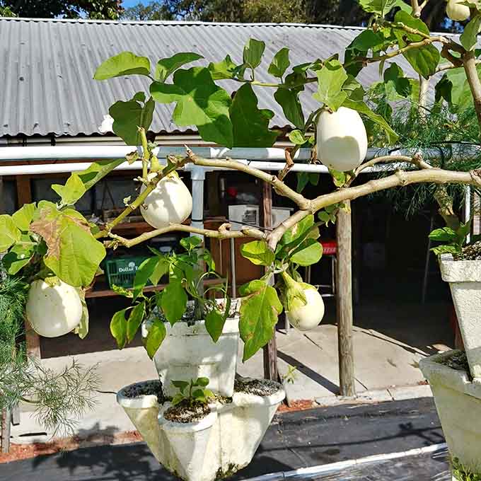 Young eggplants growing alongside the citrus prove this farm isn't afraid to diversify, though kumquats will always be the undisputed stars of the show.