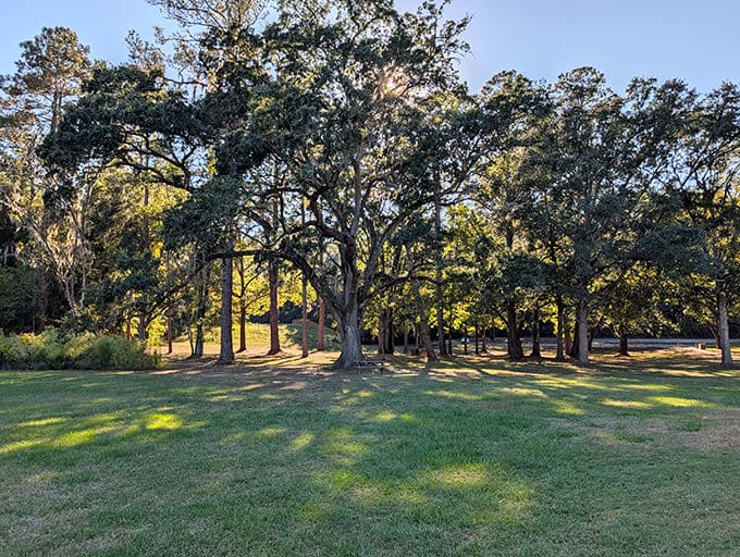 Majestic trees frame the mounds like nature's own picture frames, creating compositions that change with every season and every angle.