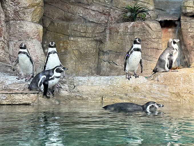 Penguins waddle around their habitat like tiny professors in formal wear, completely unaware of how adorable they are.