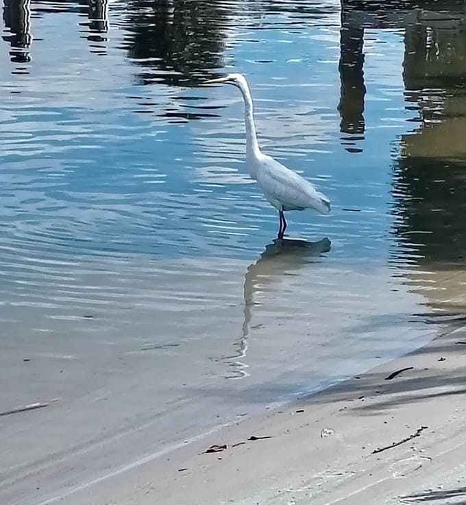 This great egret wades through the shallows like it owns the place, which, let's be honest, it kind of does.