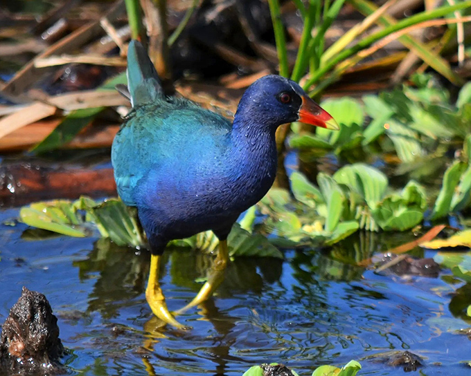 The purple gallinule struts across lily pads like nature's runway model, flashing those impossibly yellow legs for all to admire.
