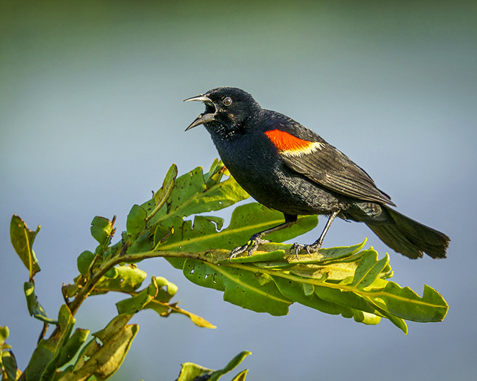 The red-winged blackbird – nature's opera singer. This vocal performer announces his territory with all the confidence of a Broadway star on opening night.
