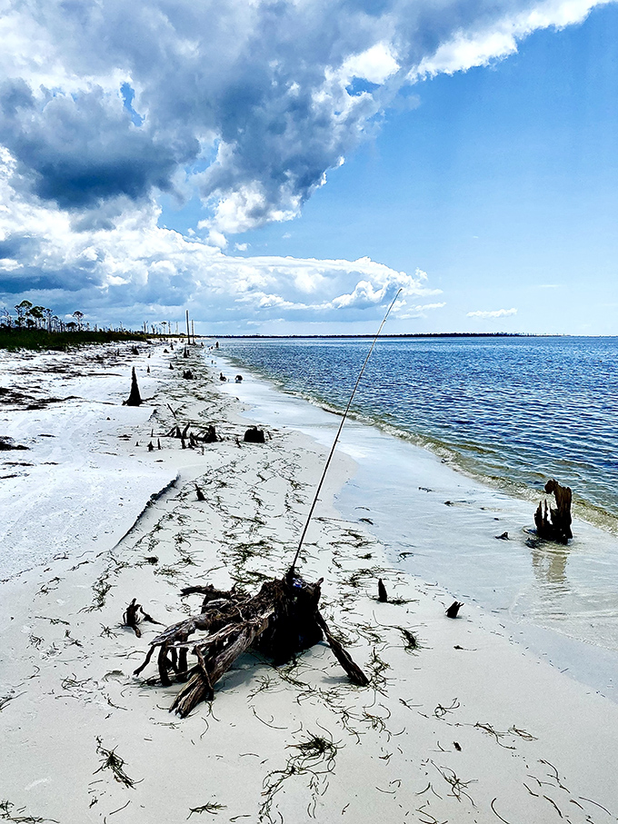 Driftwood sculptures emerge from the sand like natural art installations, creating landmarks on a beach where getting pleasantly lost is part of the experience.