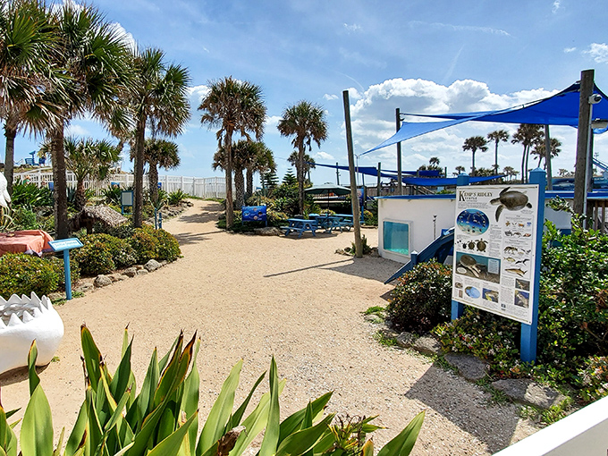 Sandy pathways wind through Marineland's grounds, where palm trees stand like nature's exclamation points against the coastal landscape.