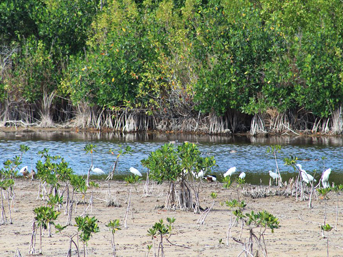 White ibises feeding in the shallows look like they're having a casual brunch, except their restaurant has better views than any five-star establishment.