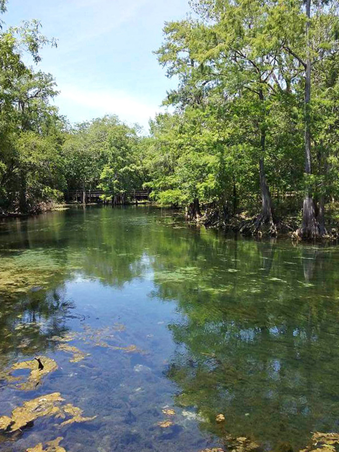 Crystal clear waters and lush Florida greenery! A stunning view of the river and a beautiful, peaceful retreat.