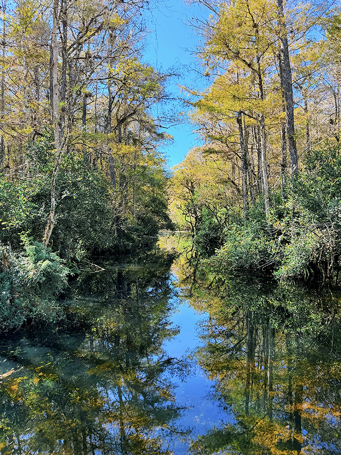 Mirror-perfect waters create a looking glass into the Everglades' soul, reflecting the beauty above and doubling the visual feast for visitors.