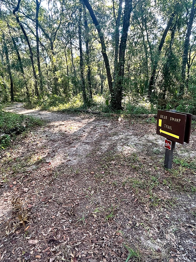 The Bear Swamp Trail beckons hikers with the promise of wilderness encounters and old-growth forest views.