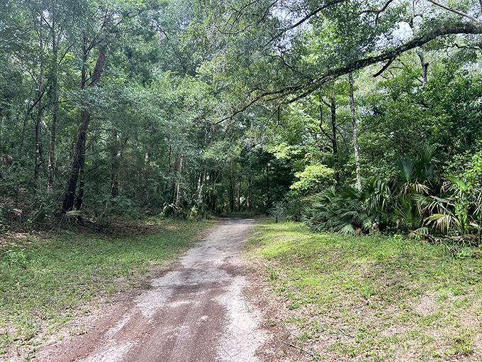 This shaded trail offers respite from Florida's sunshine while showcasing the diverse ecosystem surrounding the springs.