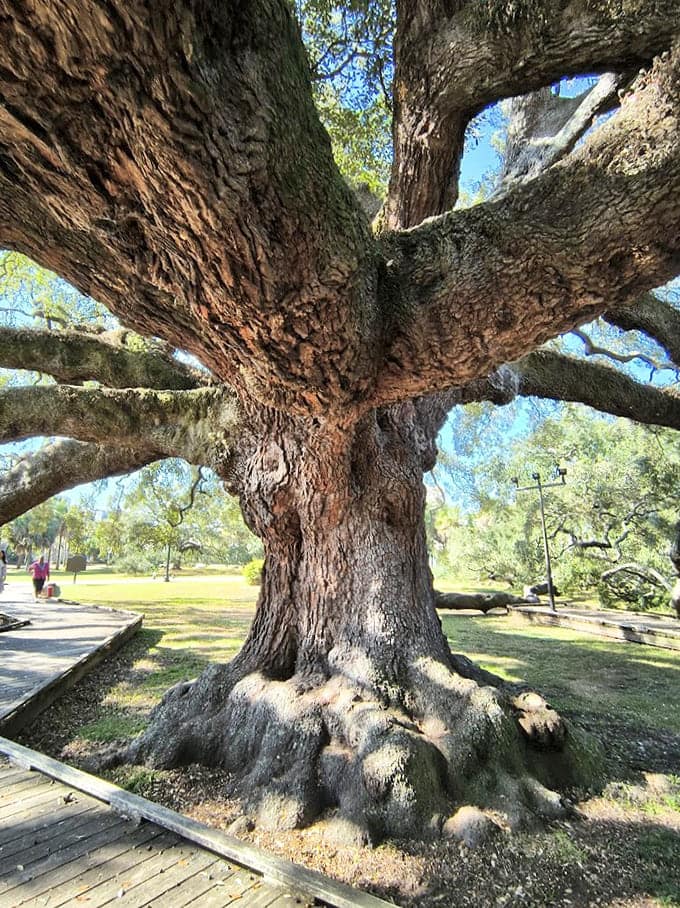 That trunk has more character in one square foot than most trees have in their entire existence.