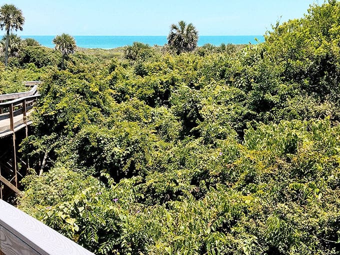 Dense coastal vegetation creates a green canopy overhead, offering shade and a glimpse of Florida before developers discovered it was nice here.