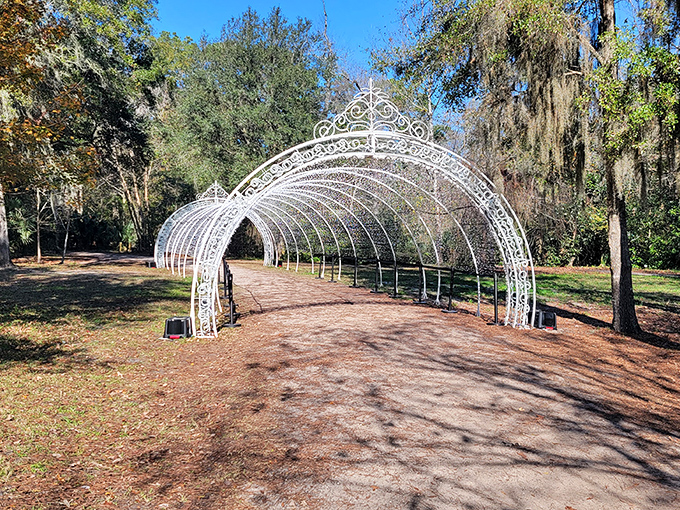 The metal archway stands ready for its seasonal dress-up &ndash; a botanical runway that changes outfits with each passing month.