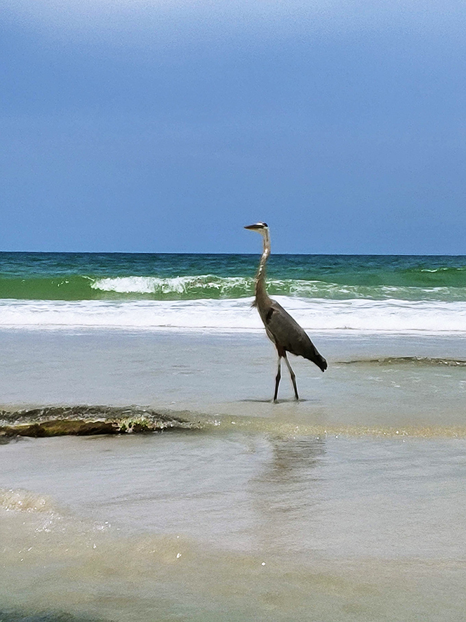 This great blue heron strikes a pose on pristine shoreline, contemplating life's big questions or possibly just lunch.
