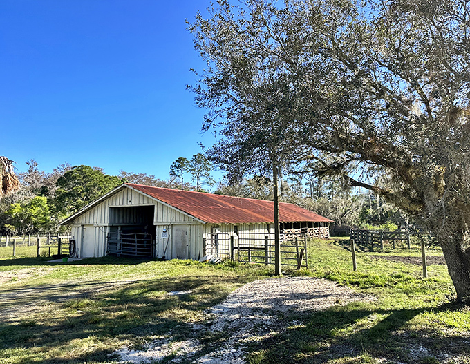 A classic Florida barn stands as testament to the working ranch heritage that coexists with conservation efforts.