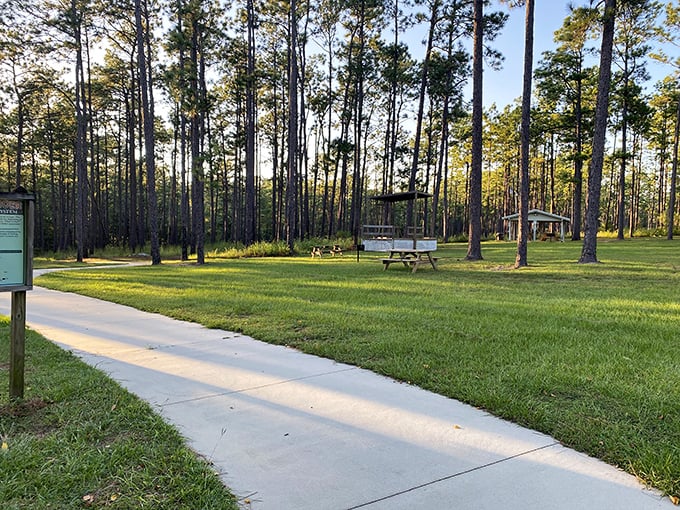The campground clearing provides a perfect balance &ndash; enough open sky to stargaze, enough trees to feel embraced by nature.