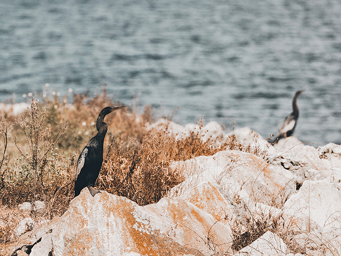 Cormorants perch like sentinels along the shoreline, unimpressed by human achievements but happy to share their waterfront real estate.