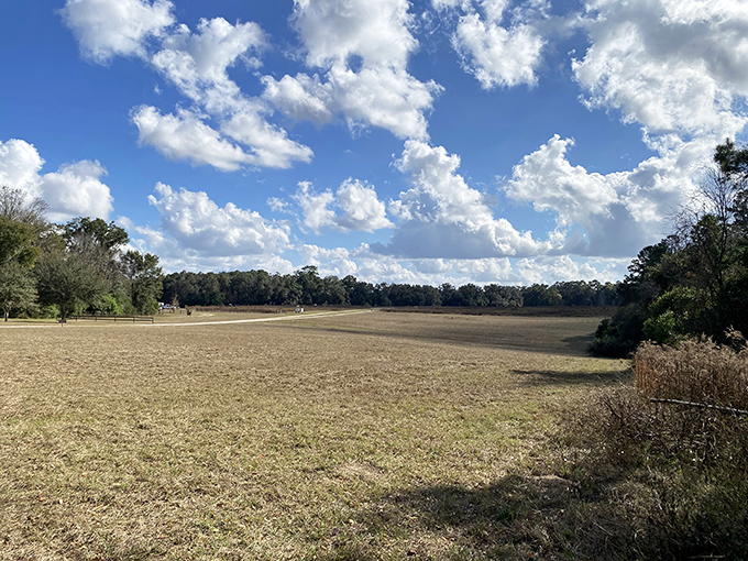 Beyond the trees lies a vast open space, showcasing Florida's surprisingly diverse topography in one sweeping vista.