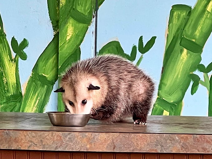 This opossum is either contemplating the meaning of life or plotting to raid the nearest trash can &ndash; possibly both.