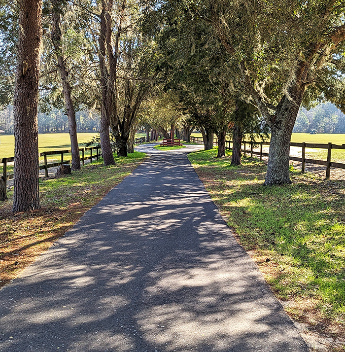 Dappled sunlight filters through ancient oaks along the farm's walking paths, creating a peaceful atmosphere for both horses and visitors.