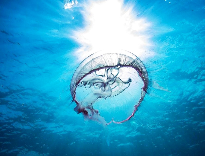 A moon jellyfish drifting through sunbeams like nature's own lava lamp &ndash; hypnotic, ethereal, and best admired from a respectful distance.